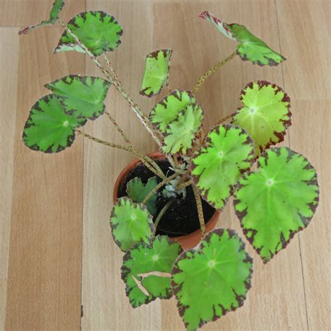 Eyelash Begonia Begonia Bowerae