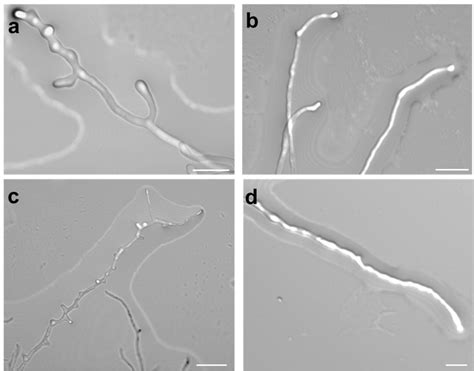 Figure S Differential Interference Contrast Pictures Of The Four Download Scientific Diagram