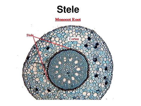 Ppt Plant Tissues Powerpoint Presentation Free Download Id3036671