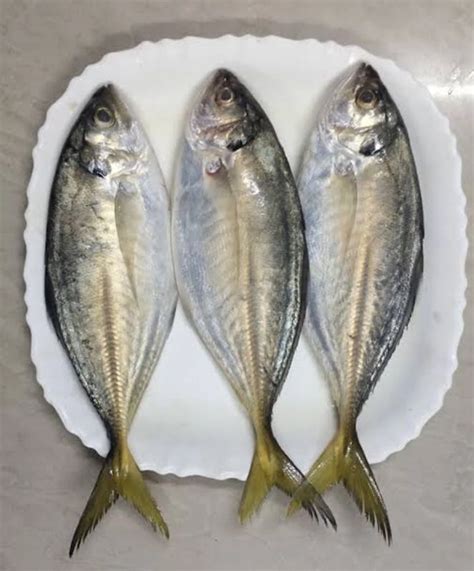 Buy Thenga Parai Fishblue Travally Online From Al Habi Foods