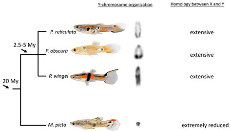 Evolution Of The Degenerated Y Chromosome Of The Swamp Guppy