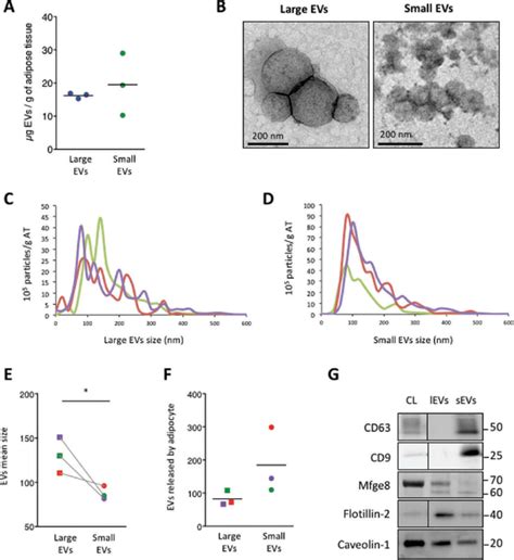 Primary Adipocytes Secrete Large Extracellular Vesicles Levs And Download Scientific Diagram