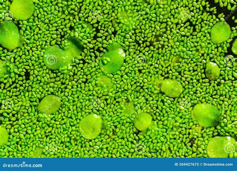 Spotless Watermeal Rootless Duckweed Wolffia Arrhiza And Duckweed