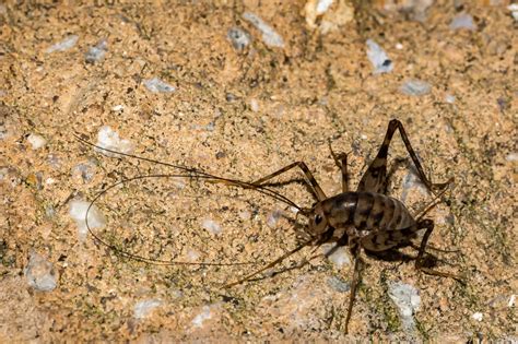 Spider Cricket Control And Treatments For The Basement Living Areas And Home