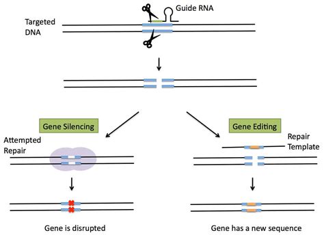 GMO FAQs What Are CRISPR And Other New Breeding Techniques NBTs