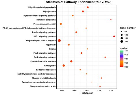 The Kegg Pathway Enrichment Analysis Of Degs Kegg Pathway Analysis Of