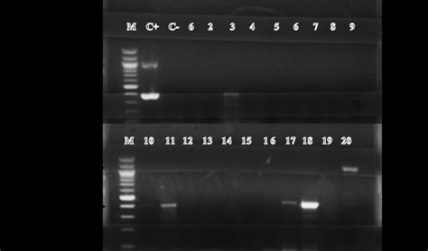 Detection Of Aflr And Nor 1 Gene M 100bp Dna Ladder C Positive