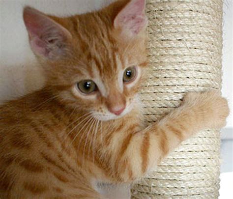 The Ginger Prince Love Meow