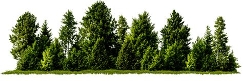 Trees Background Pngs For Free Download