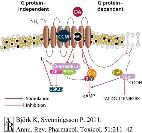 Adaptor Proteins Creative Diagnostics