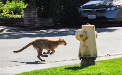 Mountain Lion Sighting In San Carlos