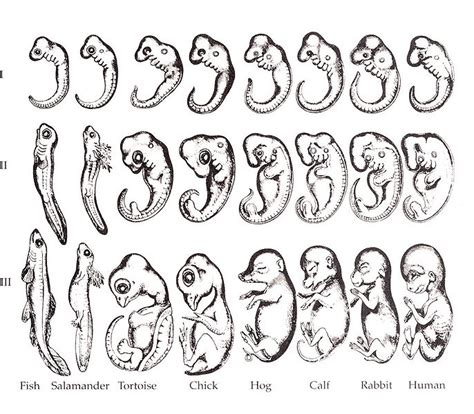 Animal Embryo Similarities