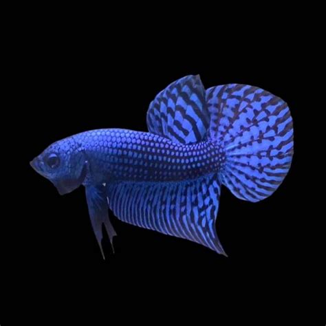 Alien Betta Male