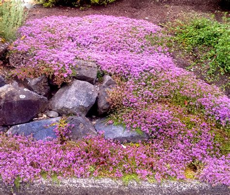 Planting Creeping Thyme Seeds Magic Carpet Creeping Thyme Thymus