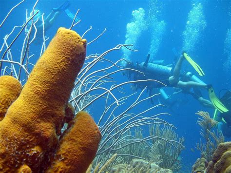 Dive Center Los Roques All You Should Know Before Going 2026 With