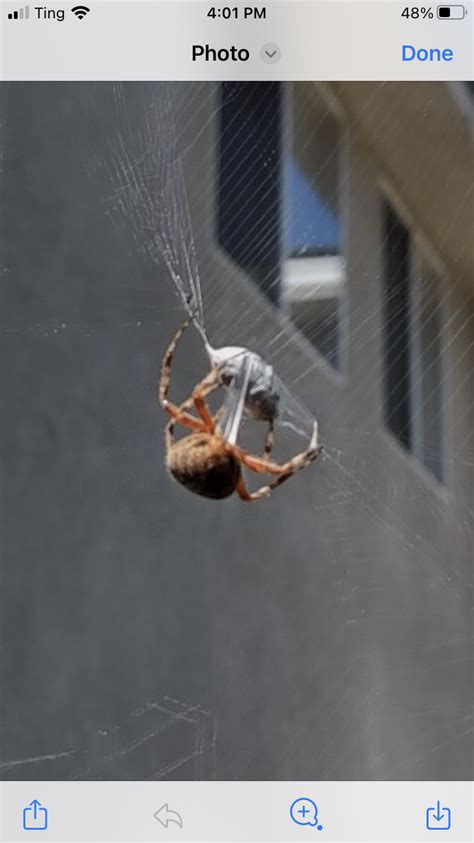 Unidentified Spider In Solana Beach California United States