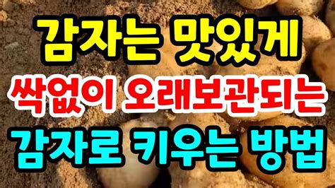 맛있고 오래보관해도 싹안나는 감자로 키우는 방법 감자 지금 해줘야 맛있는감자 수확해요 Youtube