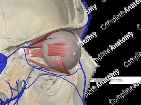 Angular Vein Complete Anatomy