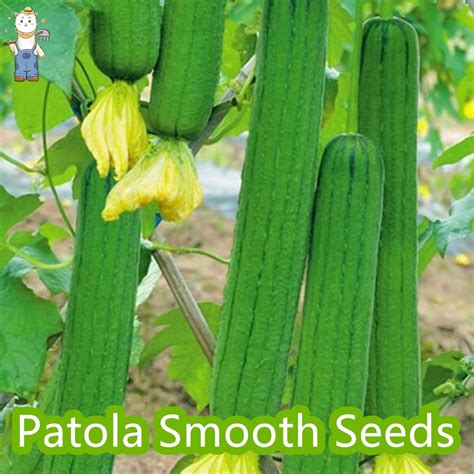 Patola Smooth Seeds 20seedspack Smooth Patola Seeds Loofah Gourd