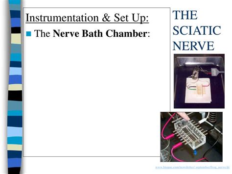 Ppt The Frog Sciatic Nerve Powerpoint Presentation Free Download Id 6789675