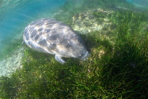 Manatee Grass Adaptations