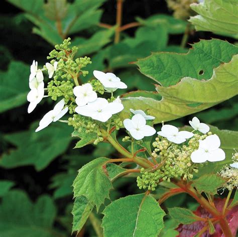 Hydrangea Quercifolia From Nvk Nurseries