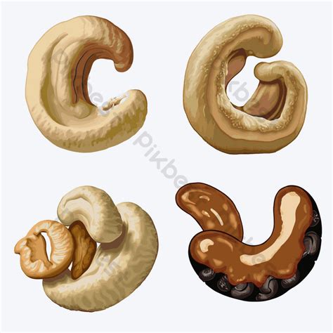 Beautiful Cashew In Solid Background Vector Illustration Eps Free
