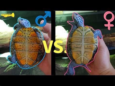 Yellow Belly Turtle Male Or Female How To Tell If A Turtle Is Male Or