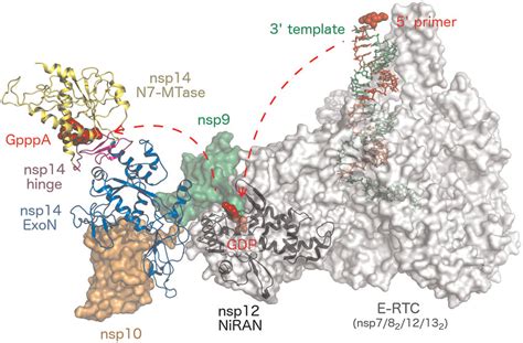 Assembly Of The Sars Cov 2 Co Transcriptional Capping Complex Download Scientific Diagram