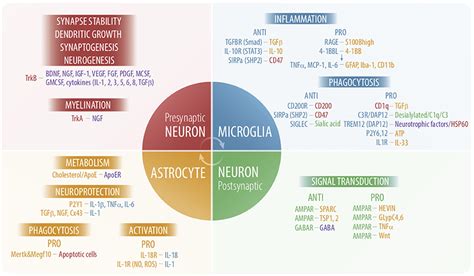 Microglia And Astrocytes