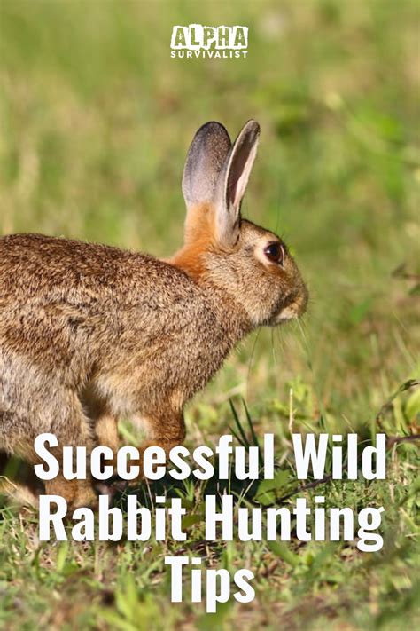 Successful Wild Rabbit Hunting Tips Rabbit Hunting Hunting Rabbit