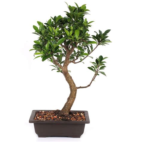 Bonsai Microcarpa Ficus Mature Indoor Bonsai Tree