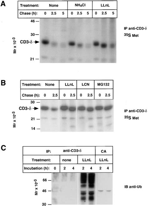 Proteasomal Degradation And Ubiquitination Of Cd3 In Thymocytes A And