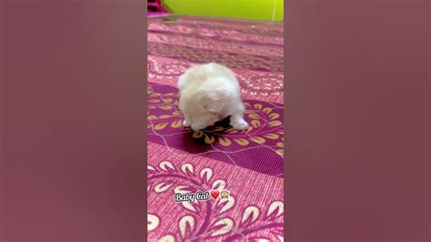 Cute Persion Cat ️🙈😚 Youtubeshorts Cat Meowworld Cute Meowmyworld Cutecat Love Shorts