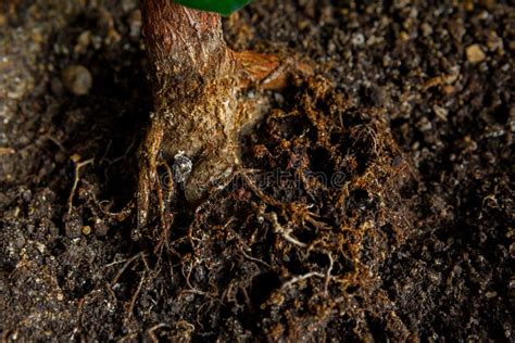 Tree Roots Stick Out Of The Ground Stock Image Image Of Close Nature