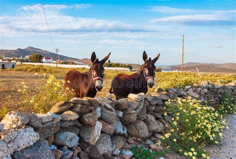 De Ezel Van Cyprus Stock Foto Image Of Bestemming Schat 40813830