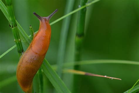 400 Free Slug And Nature Photos Pixabay