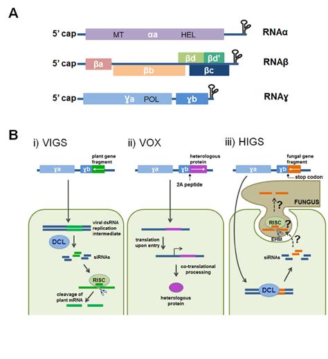 The Barley Stripe Mosaic Virus Bsmv Genome And Download Scientific