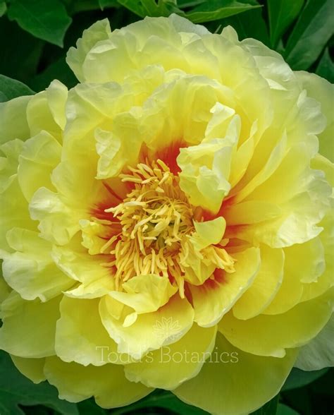 Paeonia Bartzella Todds Botanics