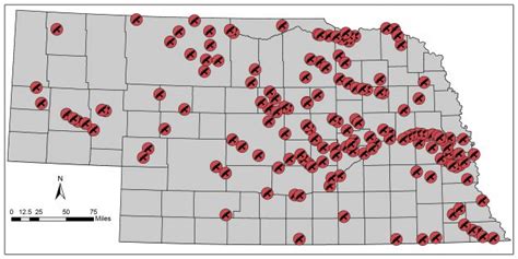 Bald Eagle Birds Of Nebraska Online
