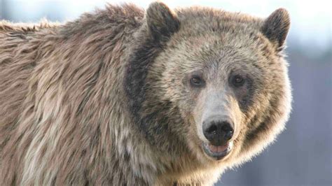 Raspberry The ‘grizzly 399 Of Yellowstone Missing For A Year Feared