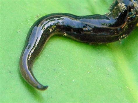 New Guinea Flatworm Project Noah