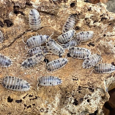 Porcellio Laevis Dairy Cow Isopods Next World Exotics