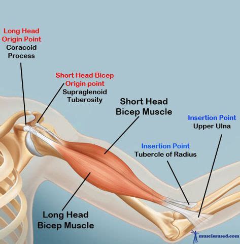 Bicep Muscles Origin And Insertion Points Biceps Bicep Muscle Muscle