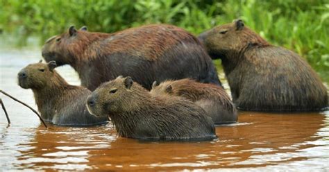 Curiosities And Capybara Appreciation Day
