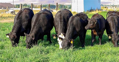 Raising Grass Fed Beef Ifas Helping To Grow Blog