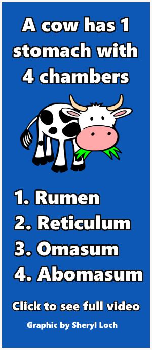 How Many Stomachs Does A Cow Have