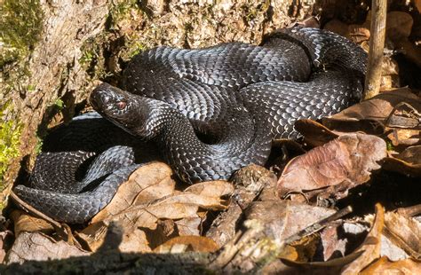 Schwarze Schlange Foto And Bild Tiere Wildlife Amphibien And Reptilien