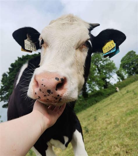 Magpie Is Such A Sweetie She Likes Getting Her Face Scratched Rmademesmile