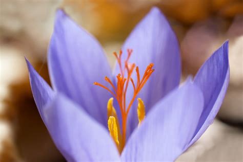 Premium Photo Blue Flower Crocus Ligusticus Saffron In The Forest